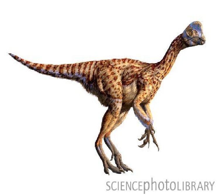 Oviraptor Pictures Facts The Dinosaur Database Oviraptor Pictures Facts The Dinosaur Database