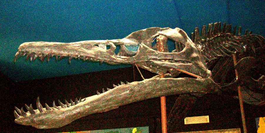 Pliosaurus Pictures Facts The Dinosaur Database