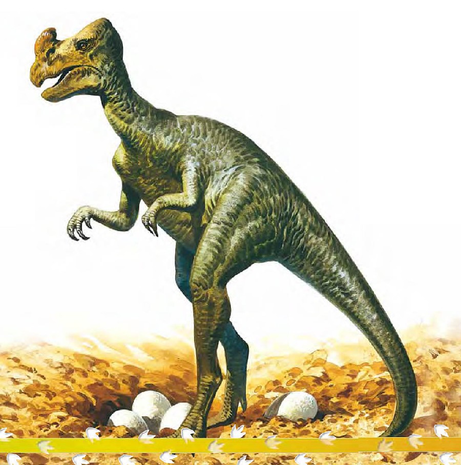 Oviraptor Pictures Facts The Dinosaur Database Oviraptor Pictures Facts The Dinosaur Database