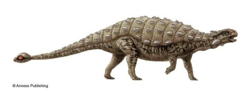 Talarurus Pictures Facts The Dinosaur Database Talarurus Pictures Facts The Dinosaur Database