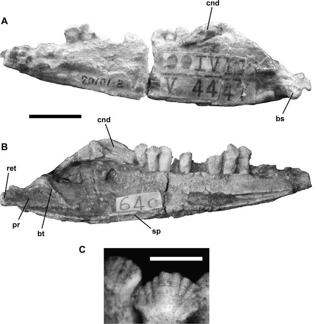 Wannanosaurus Pictures Facts The Dinosaur Database