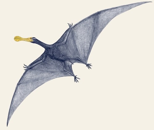 Ornithocheirus Pictures & Facts - The Dinosaur Database