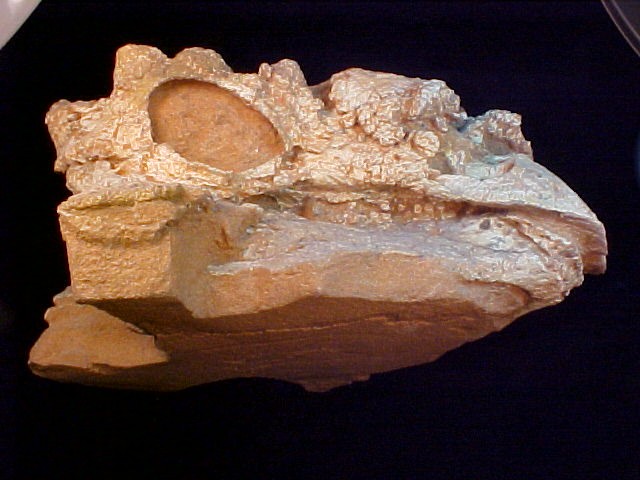 Pinacosaurus Pictures & Facts - The Dinosaur Database