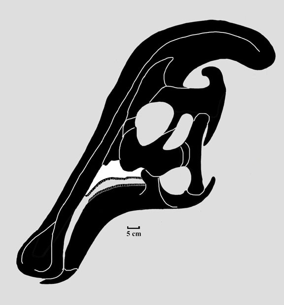 Angulomastacator Pictures & Facts - The Dinosaur Database