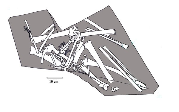 Arthurdactylus Pictures & Facts - The Dinosaur Database