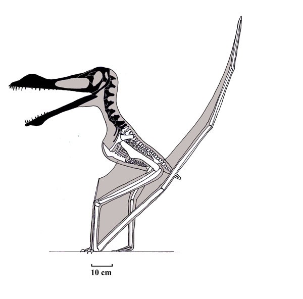 Arthurdactylus Pictures & Facts - The Dinosaur Database