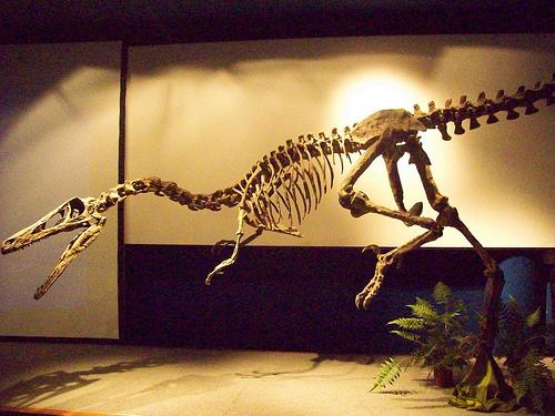 Austroraptor Skeleton