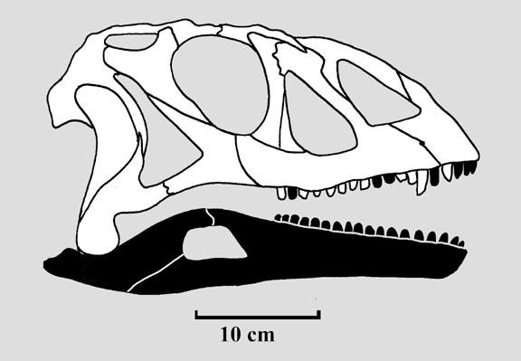 Chuxiongosaurus Pictures & Facts - The Dinosaur Database