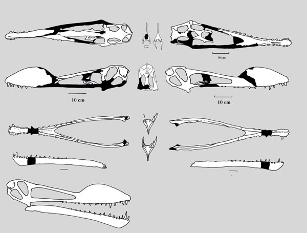 Coloborhynchus Pictures & Facts - The Dinosaur Database