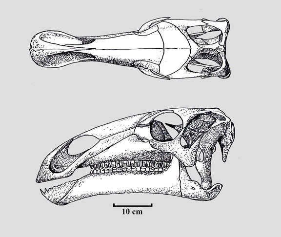 Dollodon Pictures & Facts - The Dinosaur Database