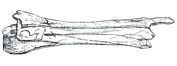 Doratorhynchus Pictures & Facts - The Dinosaur Database