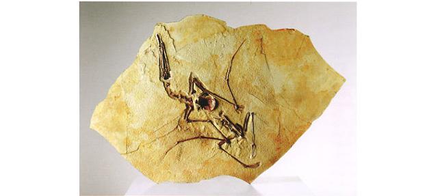 Germanodactylus Pictures & Facts - The Dinosaur Database