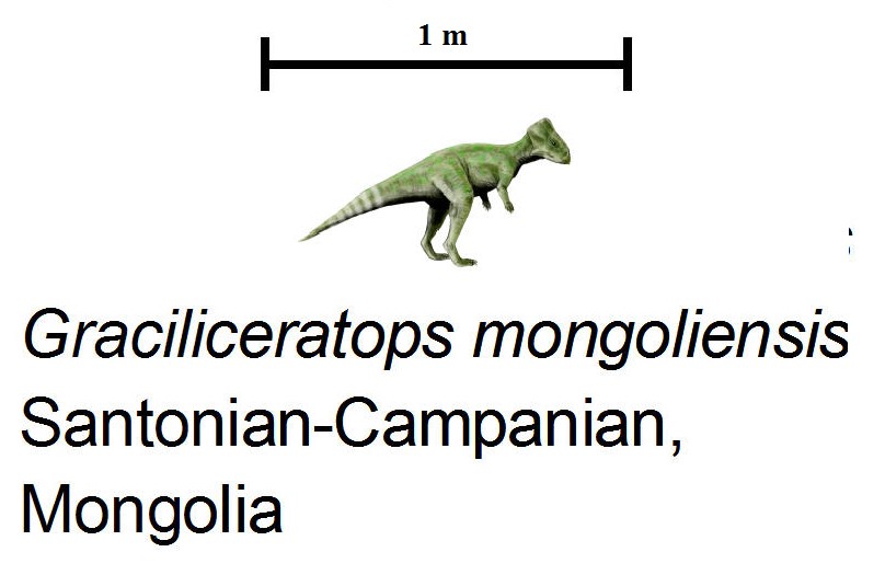 Graciliceratops Pictures & Facts - The Dinosaur Database
