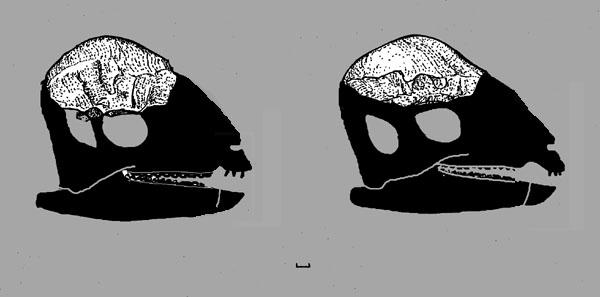 Hanssuesia Pictures & Facts - The Dinosaur Database