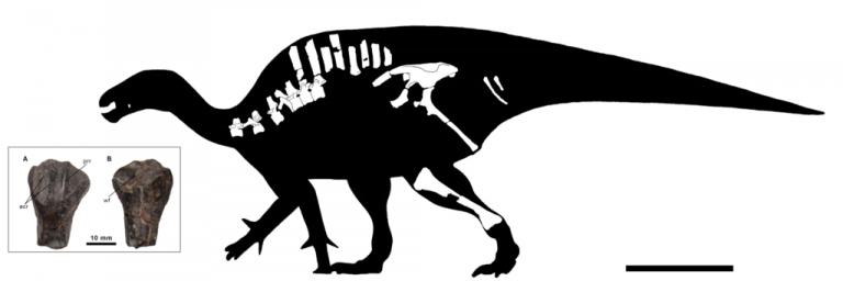 Morelladon Pictures & Facts - The Dinosaur Database