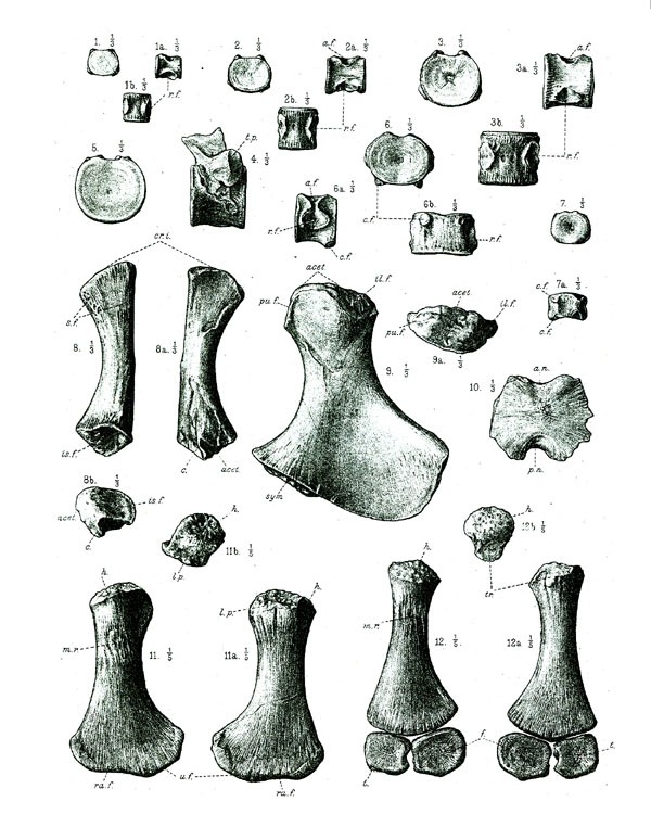 Muraenosaurus Pictures & Facts - The Dinosaur Database