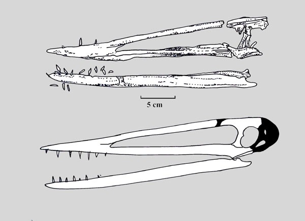 Nurhachius Pictures & Facts - The Dinosaur Database