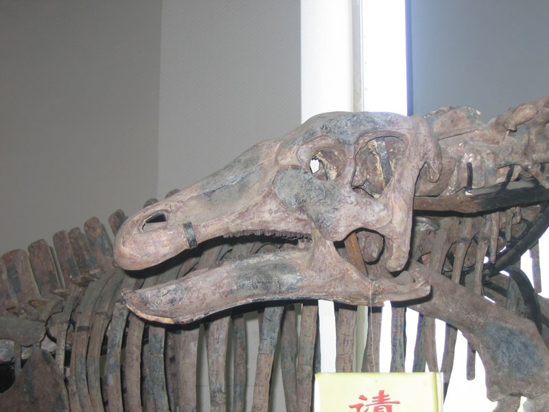 Probactrosaurus Pictures & Facts - The Dinosaur Database