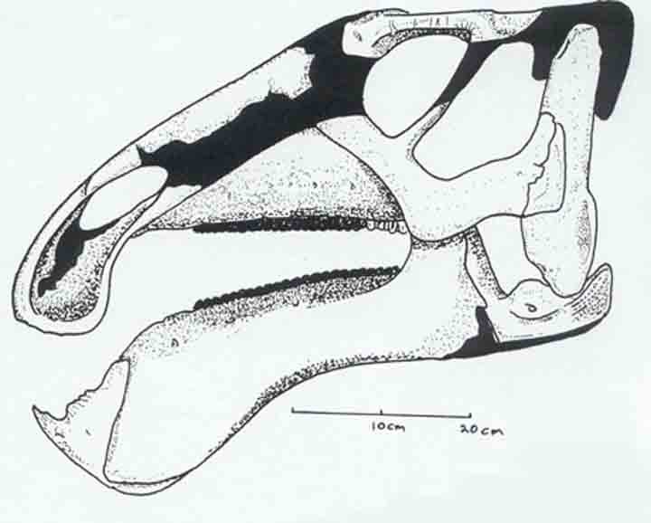 Protohadros Pictures & Facts - The Dinosaur Database