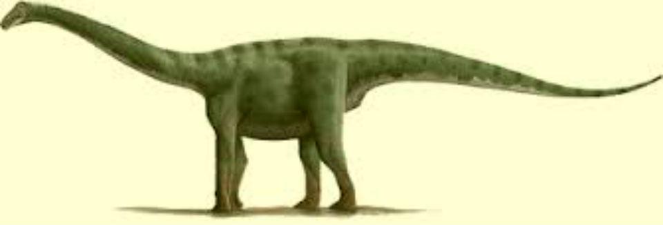 Rinconsaurus Pictures & Facts - The Dinosaur Database