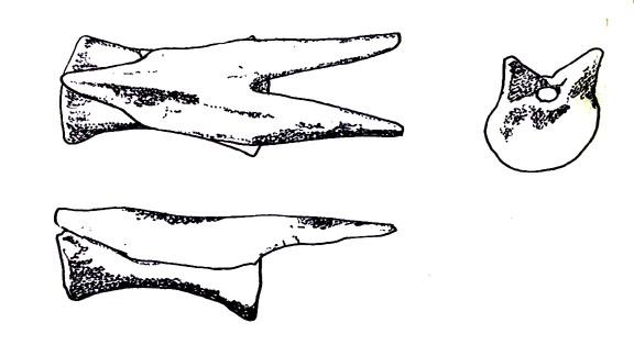Tanystrosuchus Pictures & Facts - The Dinosaur Database