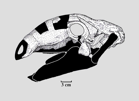 Tatankacephalus Pictures & Facts - The Dinosaur Database