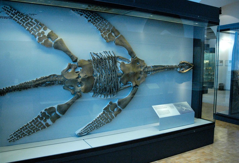 Thaumatosaurus Pictures & Facts - The Dinosaur Database