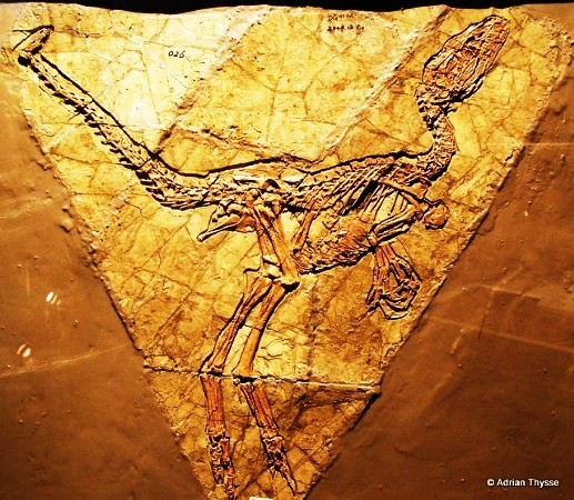 Huaxiagnathus Pictures & Facts - The Dinosaur Database