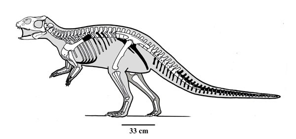 Yinlong Pictures & Facts - The Dinosaur Database