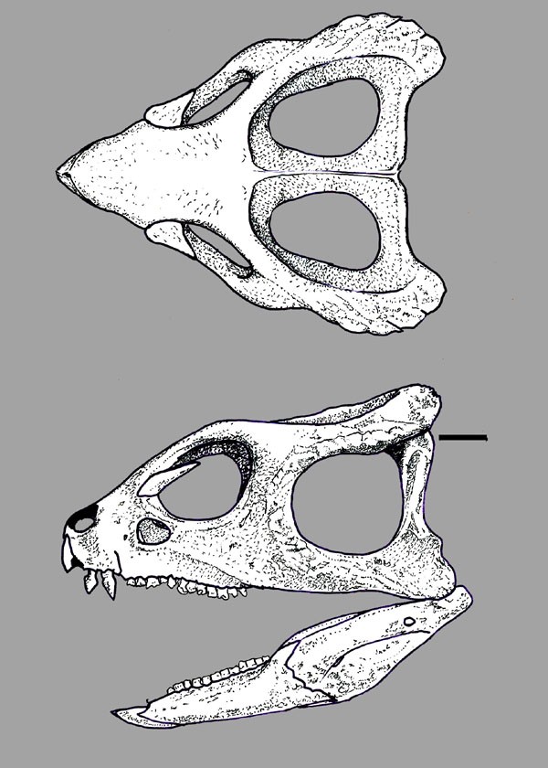Yinlong Pictures & Facts - The Dinosaur Database