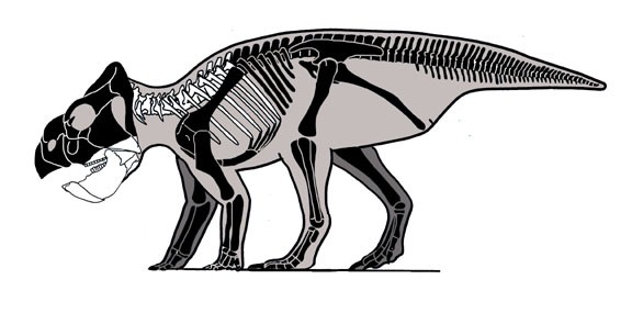 Zhuchengceratops Pictures & Facts - The Dinosaur Database