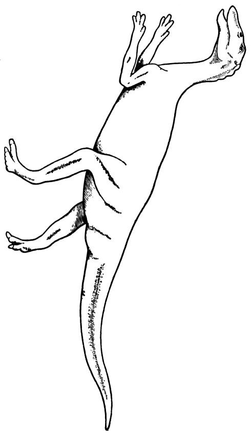 Trachodon Pictures & Facts - The Dinosaur Database