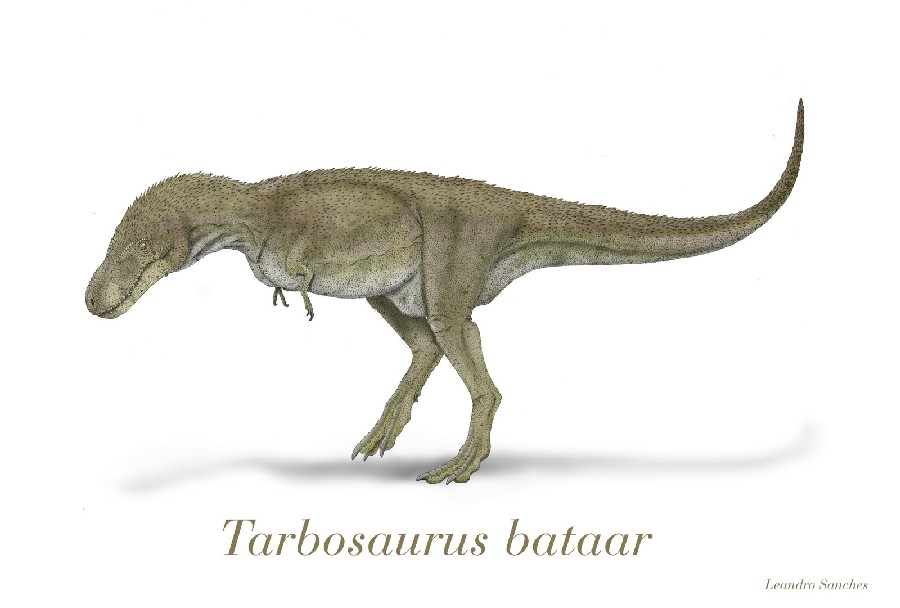 Tarbosaurus Pictures & Facts - The Dinosaur Database